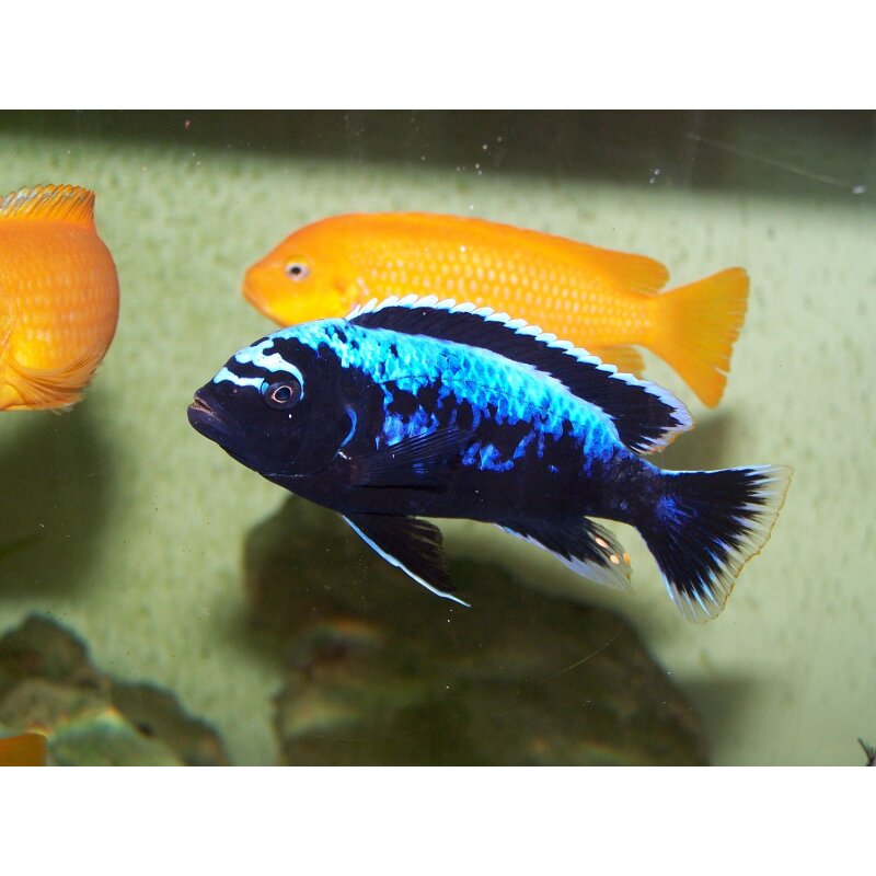 Metriaclima sp. "msobo magunga" WFNZ 4 cm, 11,50