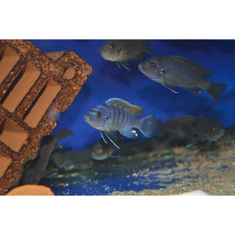 Metriaclima emmiltos Mphanga rocks WFNZ 3 - 4 cm, 7,00