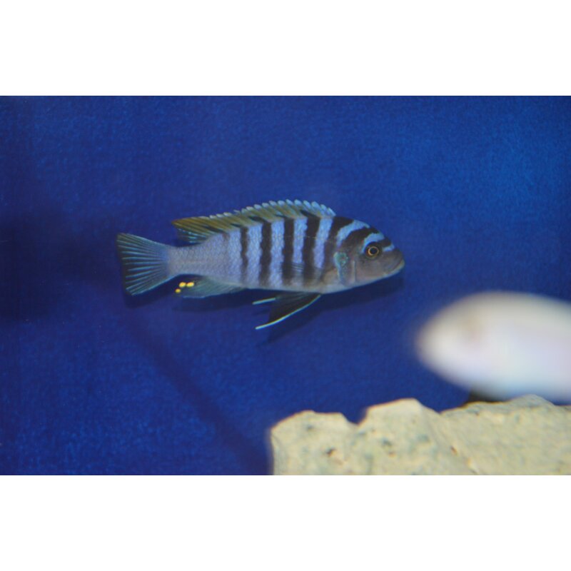 Metriaclima emmiltos Mphanga rocks WFNZ 3 - 4 cm, 7,00