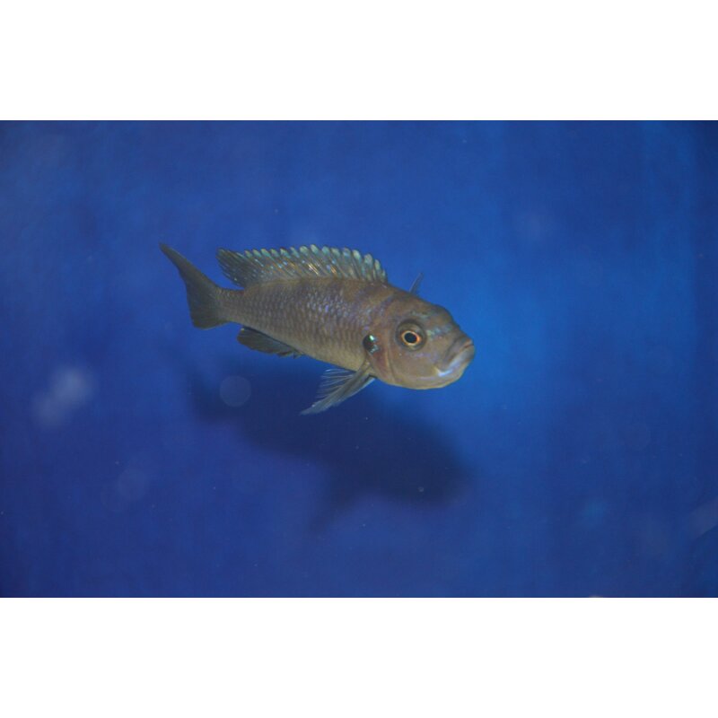 Metriaclima emmiltos Mphanga rocks WFNZ 3 - 4 cm, 7,00