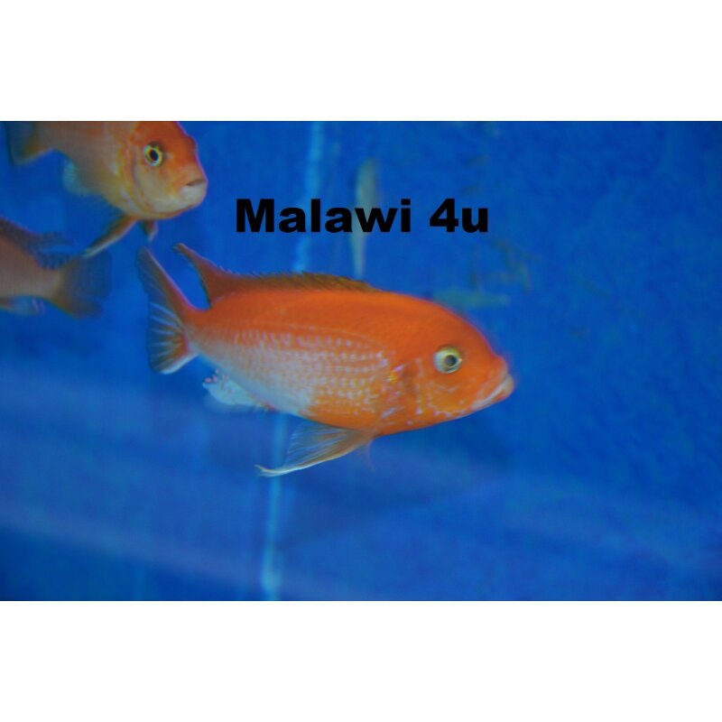 Labidochromis sp. hongi sunflower 3 - 4 cm, 12,50